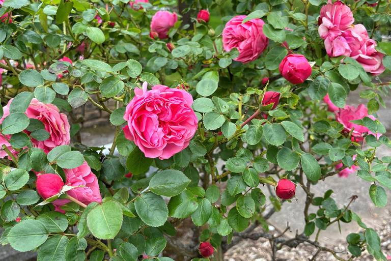 Rose Bush Memorial – Nottingham Cremations & Burials